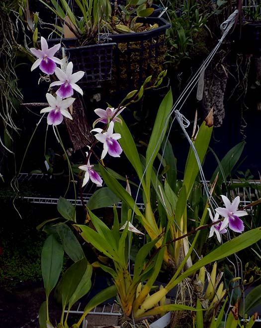 Southern California Orchid Species Society