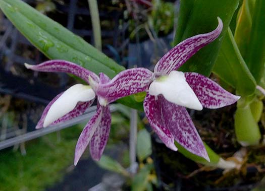 Southern California Orchid Species Society