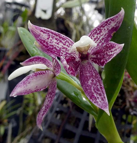 Southern California Orchid Species Society