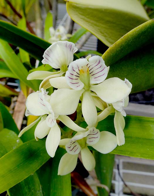 Southern California Orchid Species Society