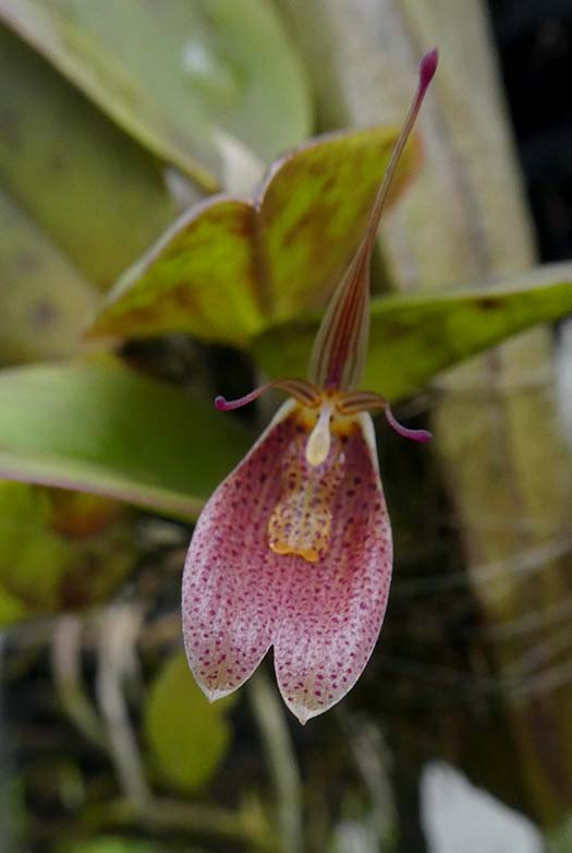 Southern California Orchid Species Society