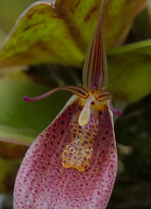 Southern California Orchid Species Society