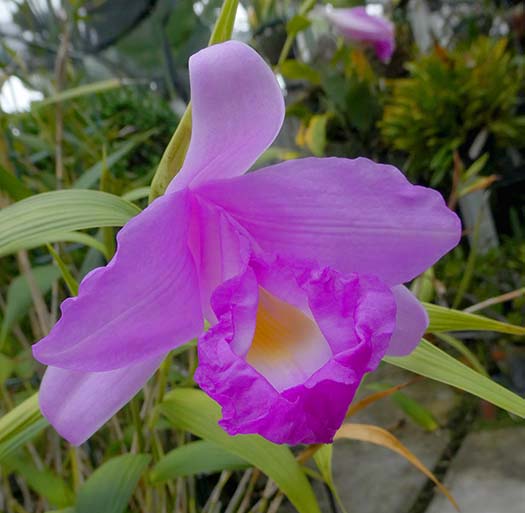 Southern California Orchid Species Society