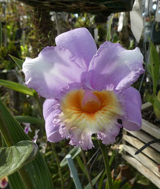 Southern California Orchid Species Society