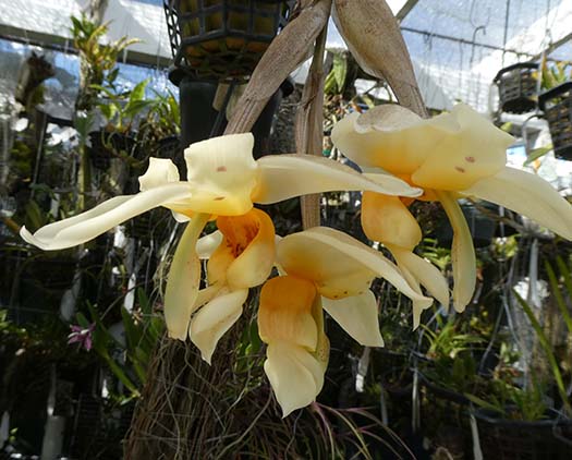 Southern California Orchid Species Society