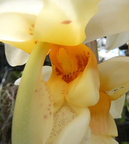 Southern California Orchid Species Society