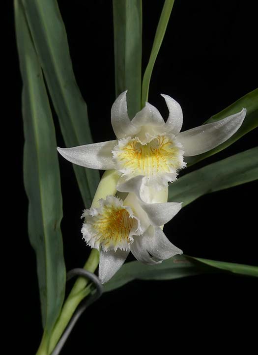 Southern California Orchid Species Society