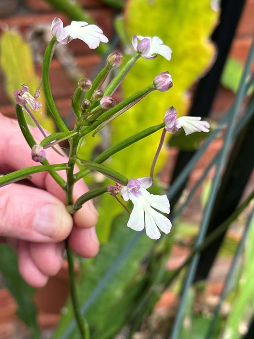 Southern California Orchid Species Society