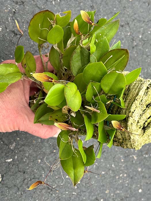 Southern California Orchid Species Society