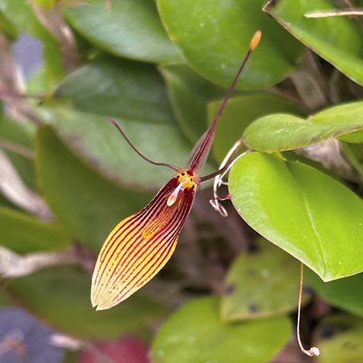 Southern California Orchid Species Society