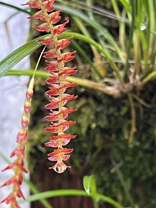 Southern California Orchid Species Society 03-24