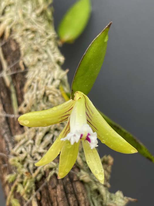 Southern California Orchid Species Society 03-24