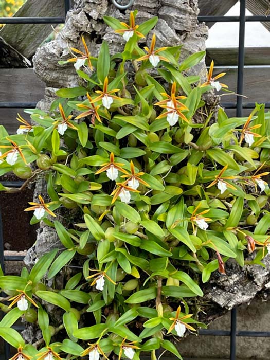 Southern California Orchid Species Society 03-24