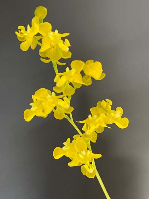 Southern California Orchid Species Society 03-24