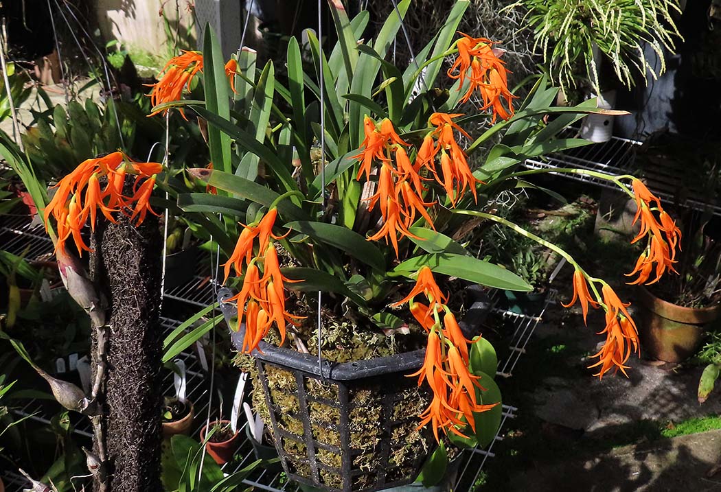 Southern California Orchid Species Society 03-24