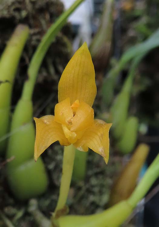 Southern California Orchid Species Society 03-24