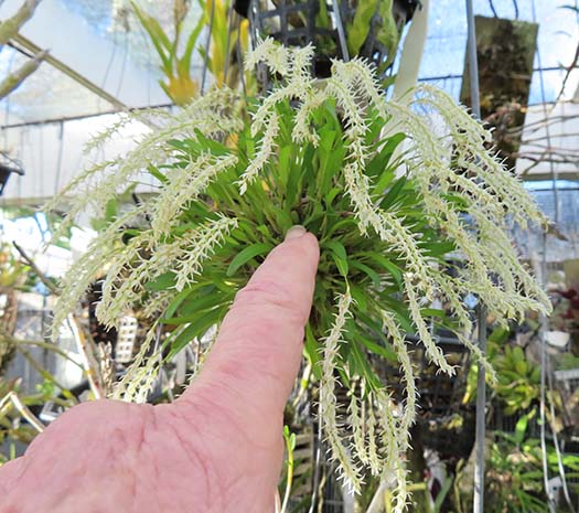 Southern California Orchid Species Society 03-24