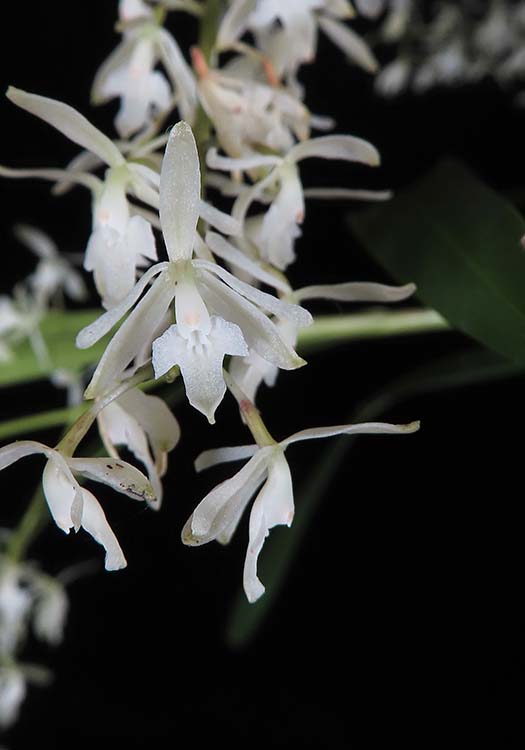 Southern California Orchid Species Society 03-24