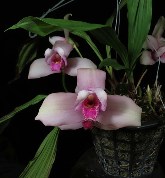 Southern California Orchid Species Society 03-24