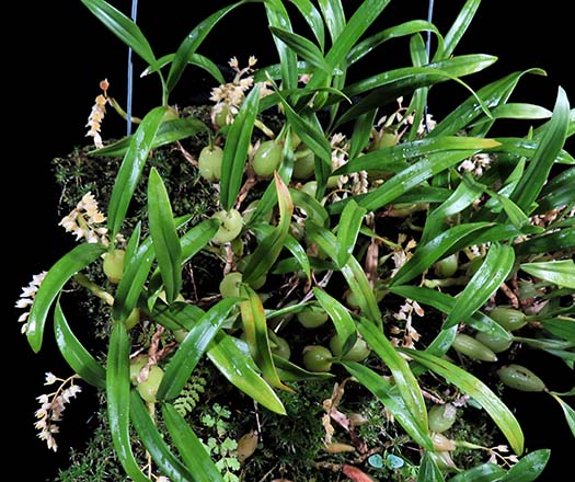 Southern California Orchid Species Society 03-24