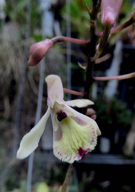 Southern California Orchid Species Society 03-24