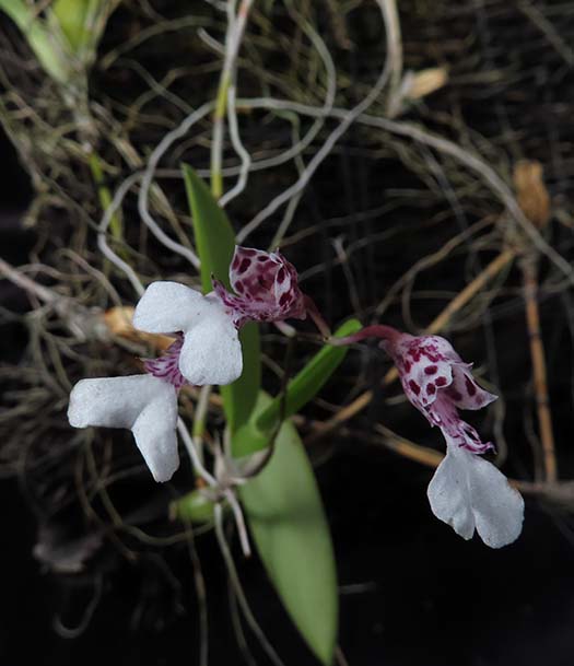 Southern California Orchid Species Society 03-24