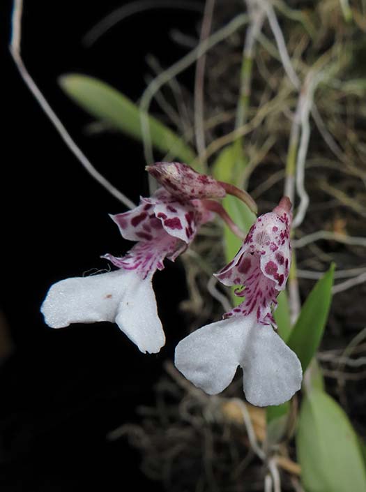 Southern California Orchid Species Society 03-24