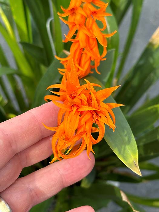 Southern California Orchid Species Society 03-24