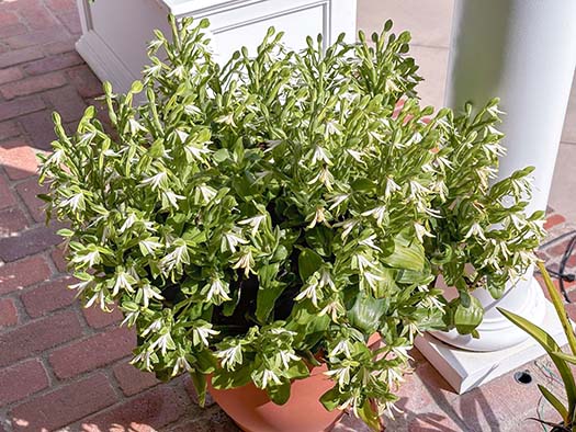 Southern California Orchid Species Society 03-24