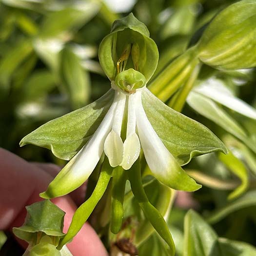 Southern California Orchid Species Society 03-24