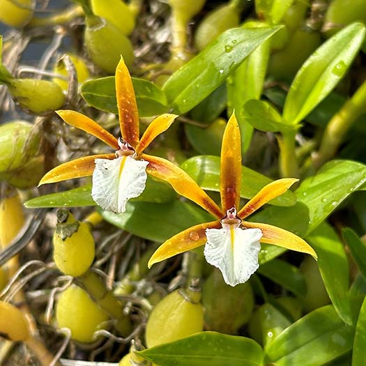 Southern California Orchid Species Society 03-24
