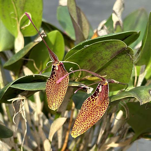 Southern California Orchid Species Society 03-24