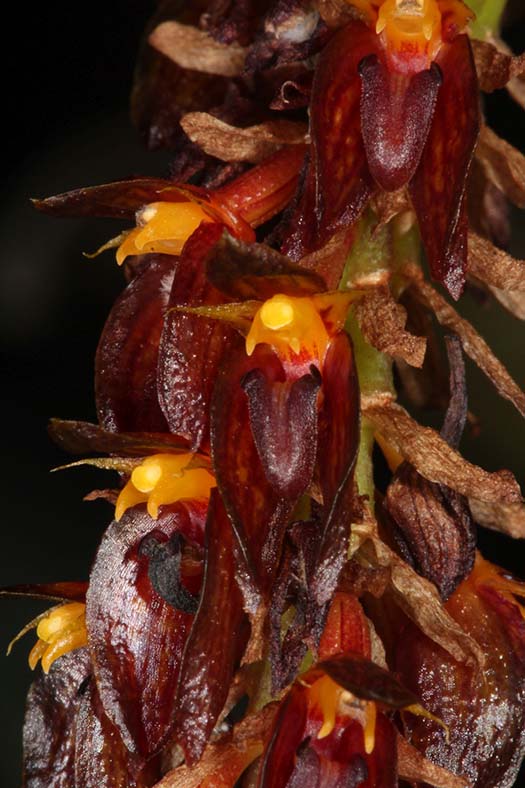 Southern California Orchid Species Society 04-24