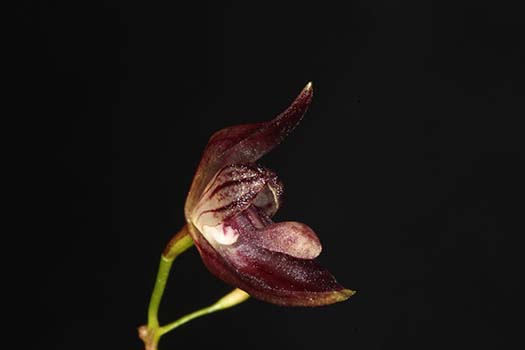 Southern California Orchid Species Society 04-24
