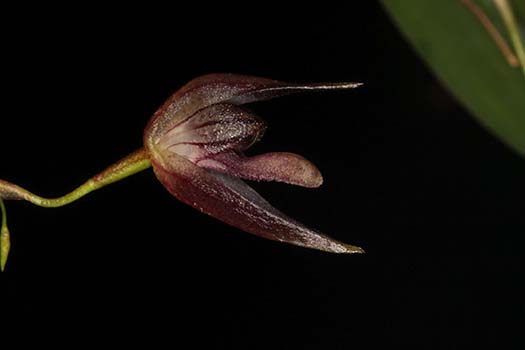 Southern California Orchid Species Society 04-24
