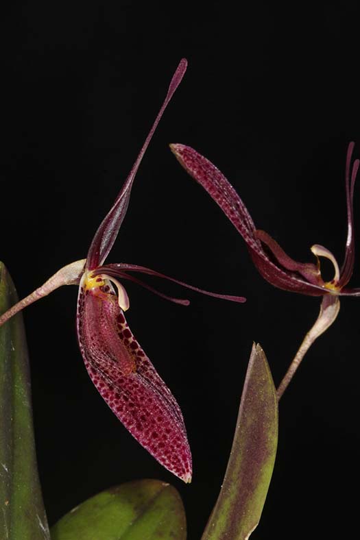 Southern California Orchid Species Society 04-24