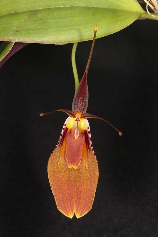 Southern California Orchid Species Society 04-24