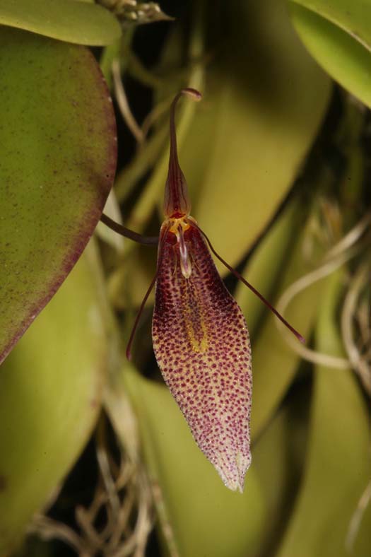 Southern California Orchid Species Society 04-24