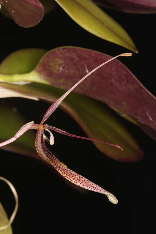 Southern California Orchid Species Society 04-24