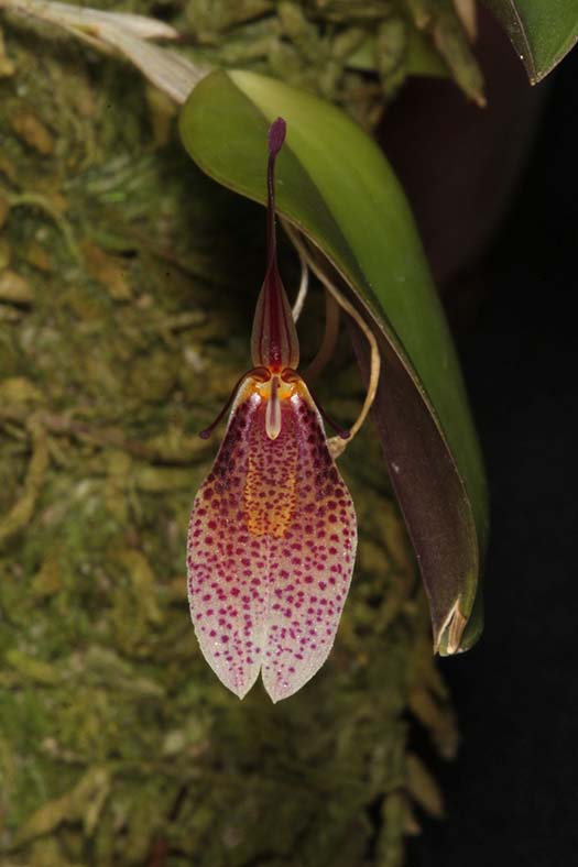 Southern California Orchid Species Society 04-24