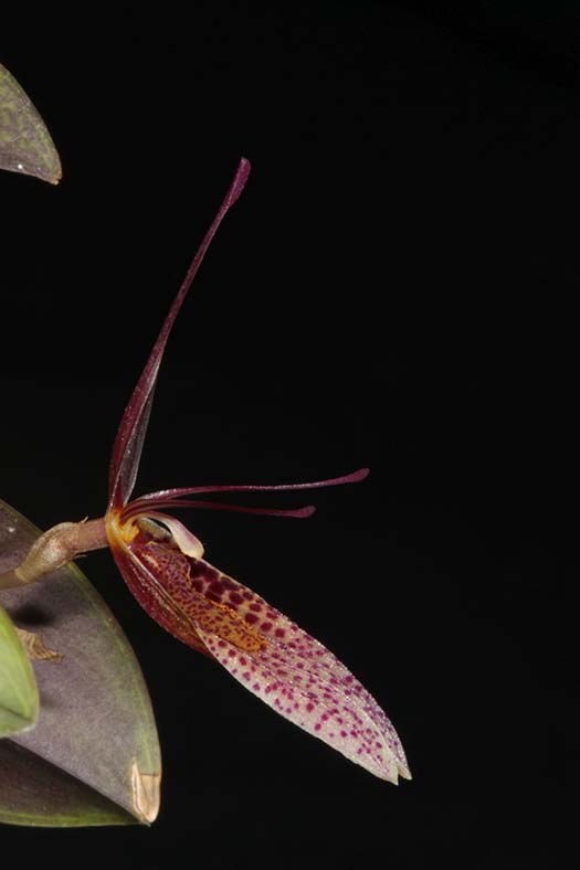 Southern California Orchid Species Society 04-24