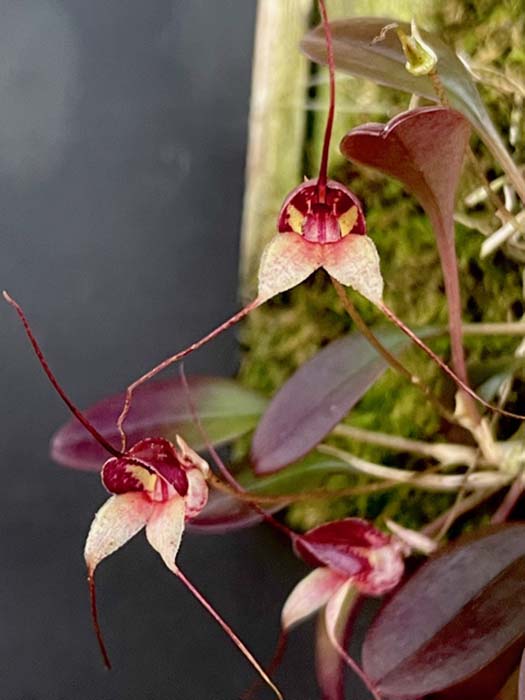 Southern California Orchid Species Society 04-24