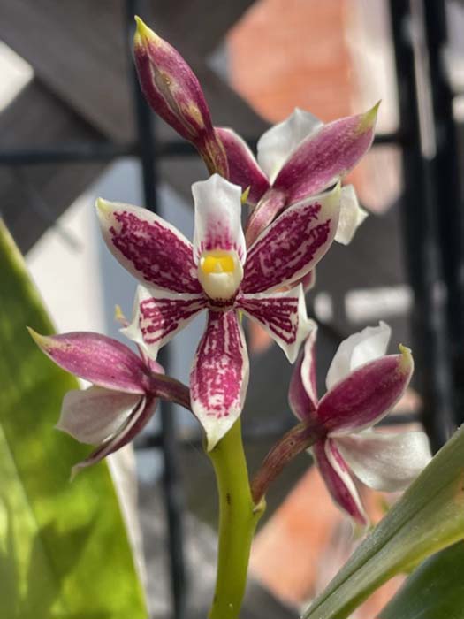 Southern California Orchid Species Society 04-24