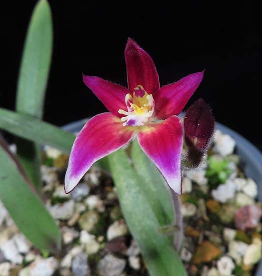 Southern California Orchid Species Society 04-24