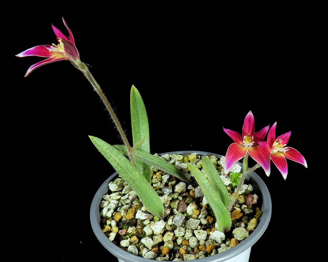 Southern California Orchid Species Society 04-24