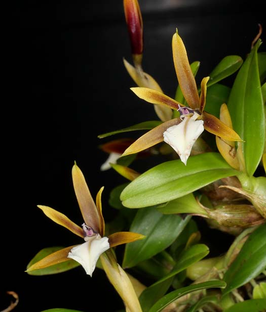 Southern California Orchid Species Society 02-25