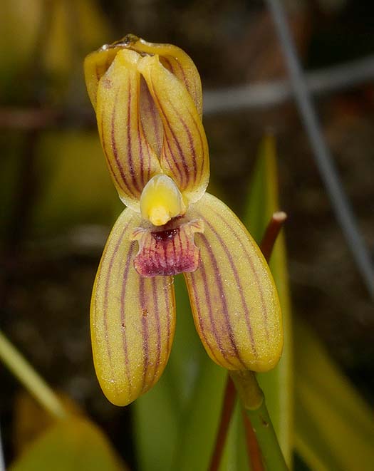 Southern California Orchid Species Society 02-25