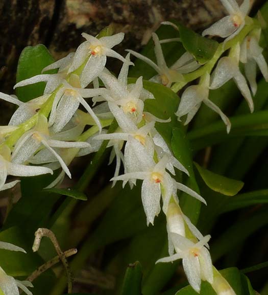 Southern California Orchid Species Society 03-2025a
