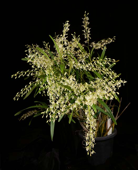 Southern California Orchid Species Society 03-2025a