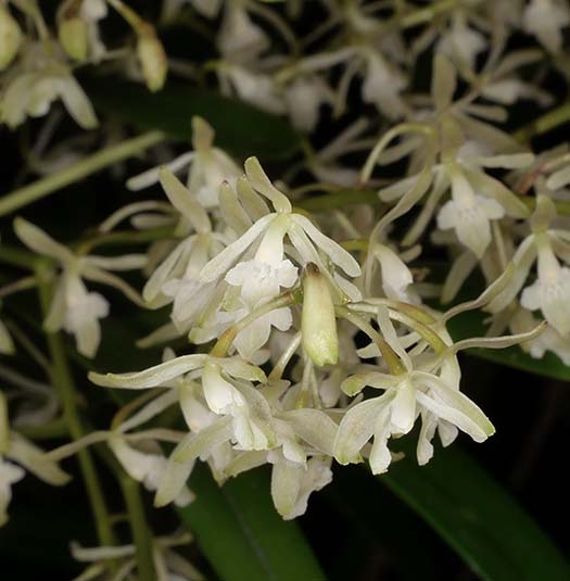 Southern California Orchid Species Society 03-2025a